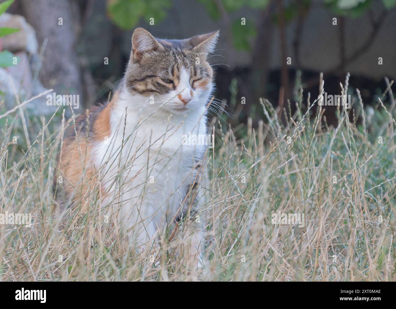 A calico cat with an orange and white coat sitting in the grassy yard ...