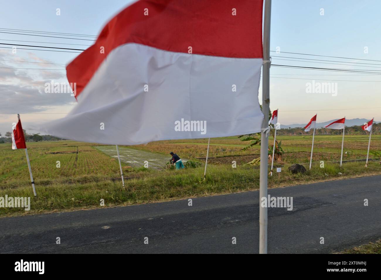 Purworejo, Central Java, Indonesia. 11th Aug, 2024. Thousands of Red ...