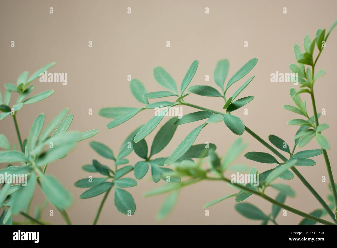 leaves of common rue plant isolated neutral background, ruta, herb of ...