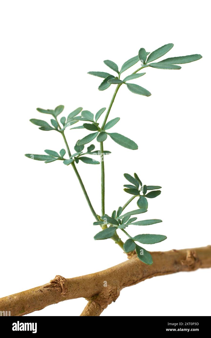close-up of common rue plant foliage isolated white background, ruta ...