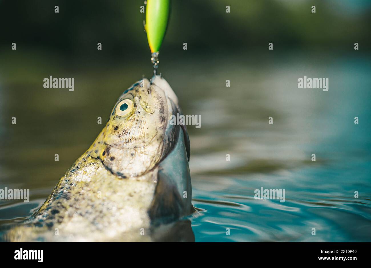 Steelhead rainbow trout. Fish head and fishing hook. Brown trout being ...