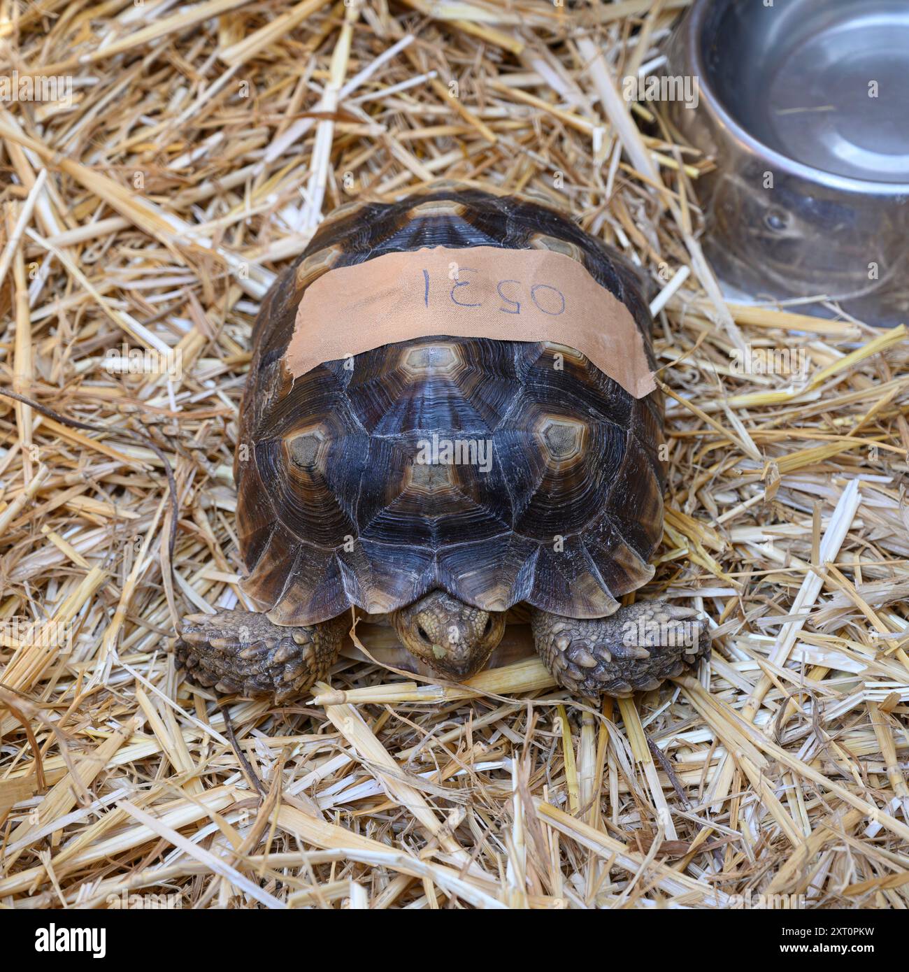 African spurred tortoise (Centrochelys sulcata, also Geochelone sulcata ...