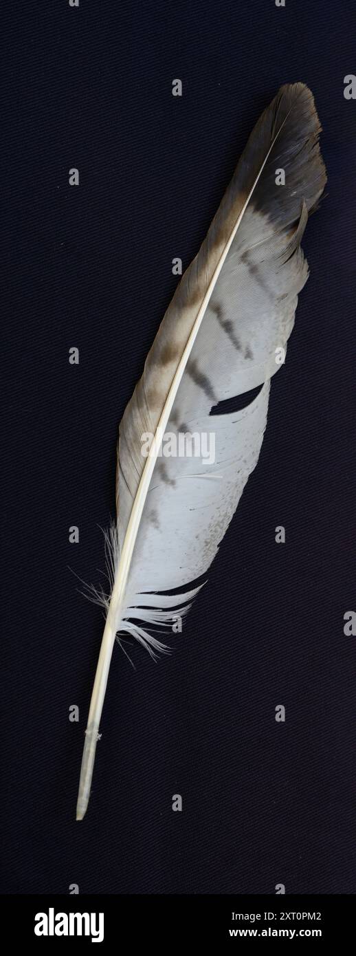 Feather of a long-legged buzzard (Buteo rufinus) photographed in Israel ...