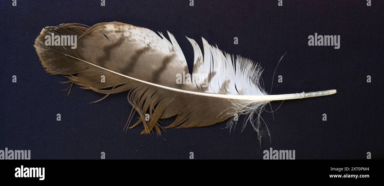 Feather of a long-legged buzzard (Buteo rufinus) photographed in Israel ...