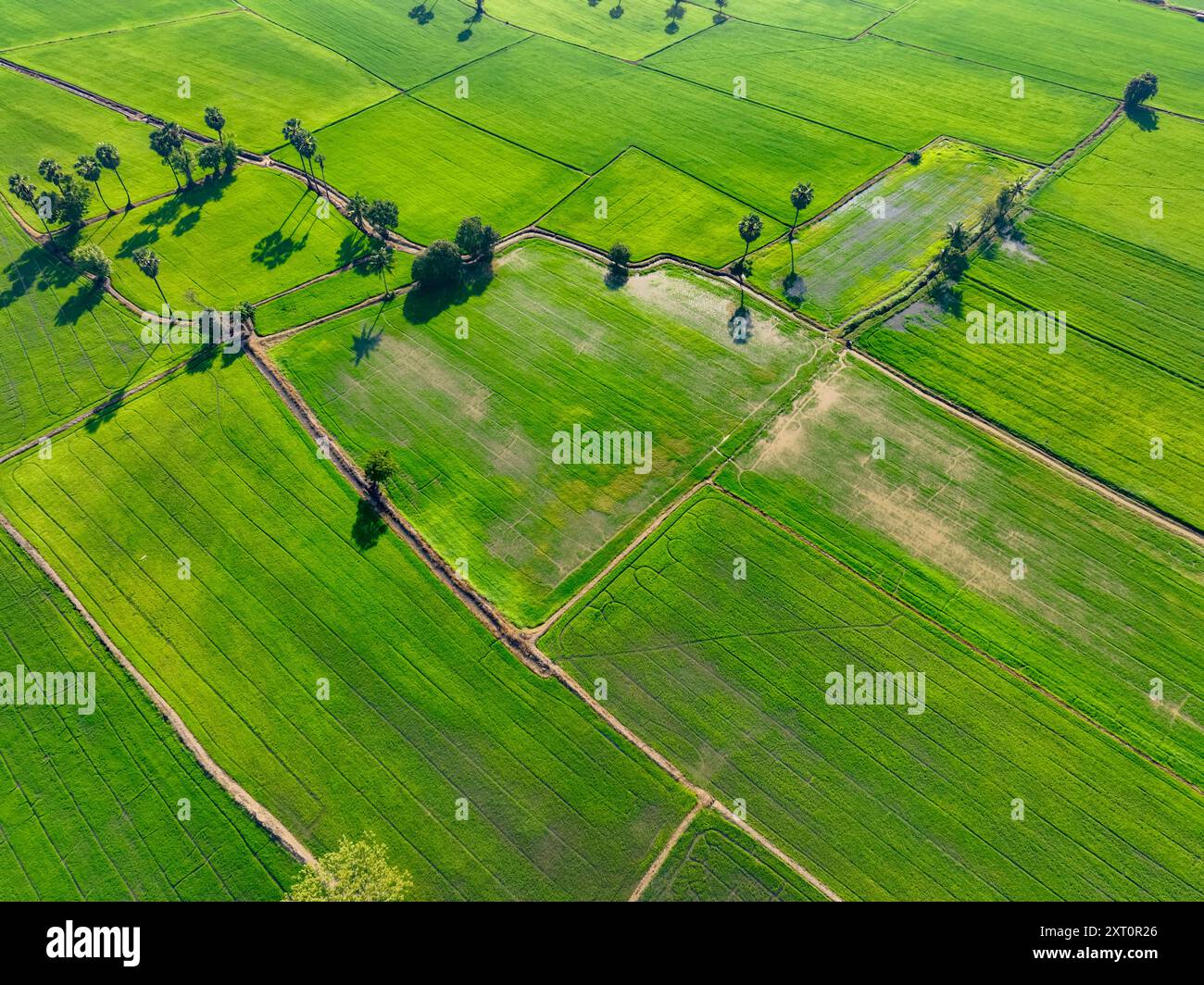 Aerial view of lush green rice field with sugar palm trees. Sustainable ...