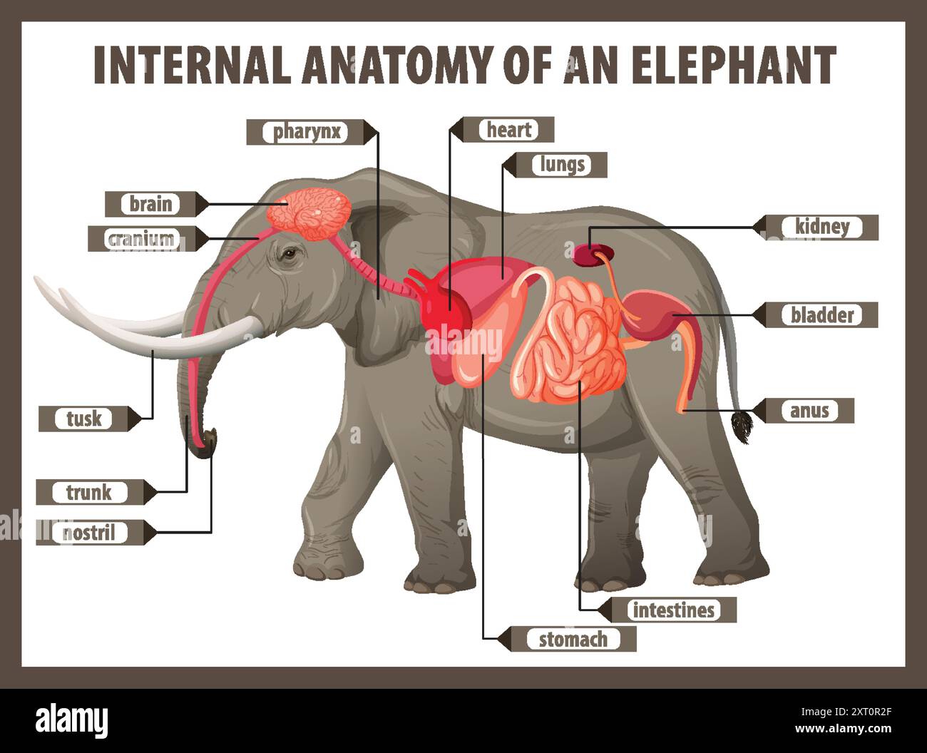 Detailed illustration of elephant's internal organs Stock Vector Image ...