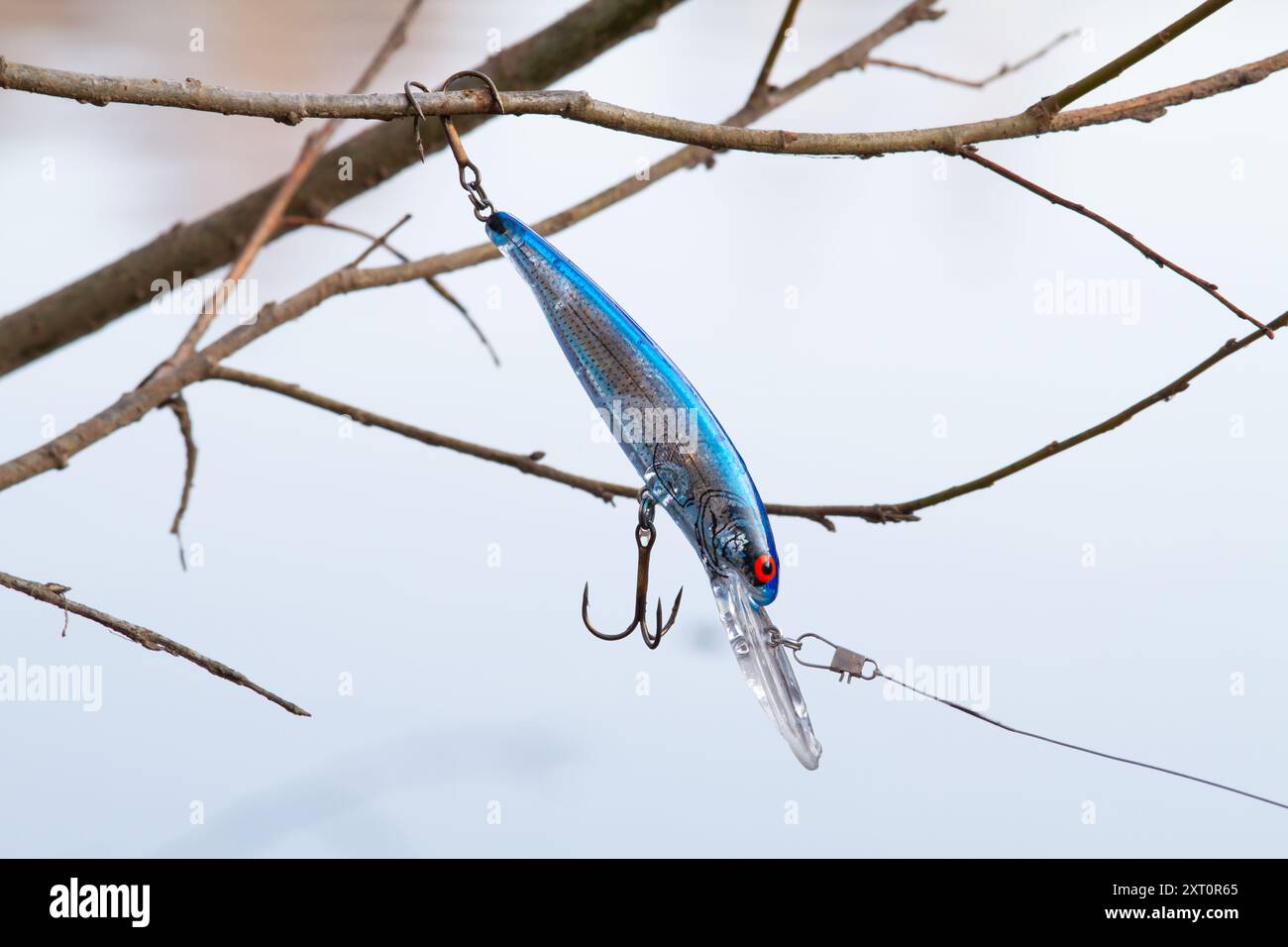 Fishing bait (blue minnow wobbler) hangs on a bush branch. Behind the ...
