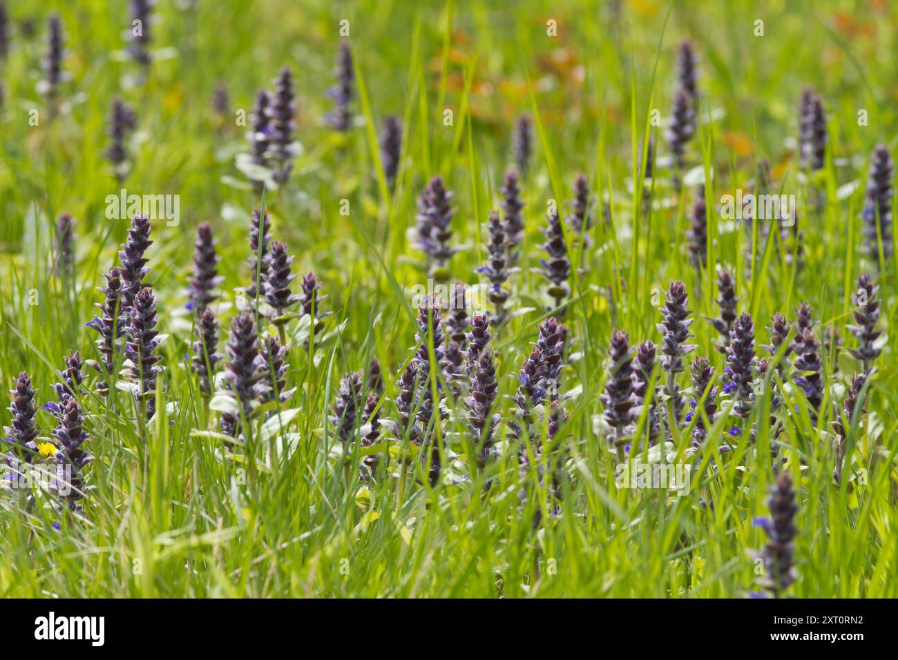 Bugle flowers hi-res stock photography and images - Alamy