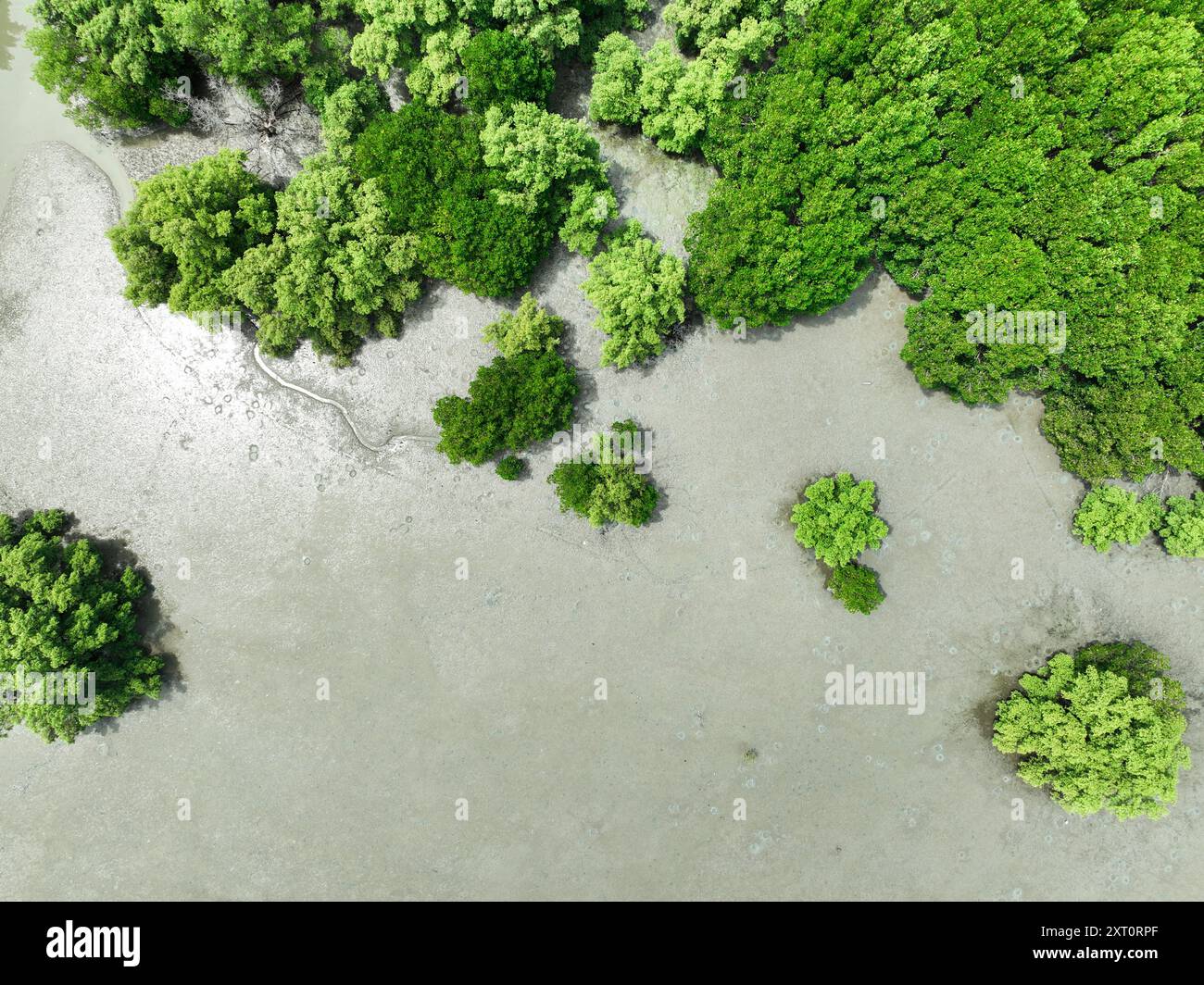 Aerial top view of green mangrove forest. Mangrove ecosystem. Natural ...
