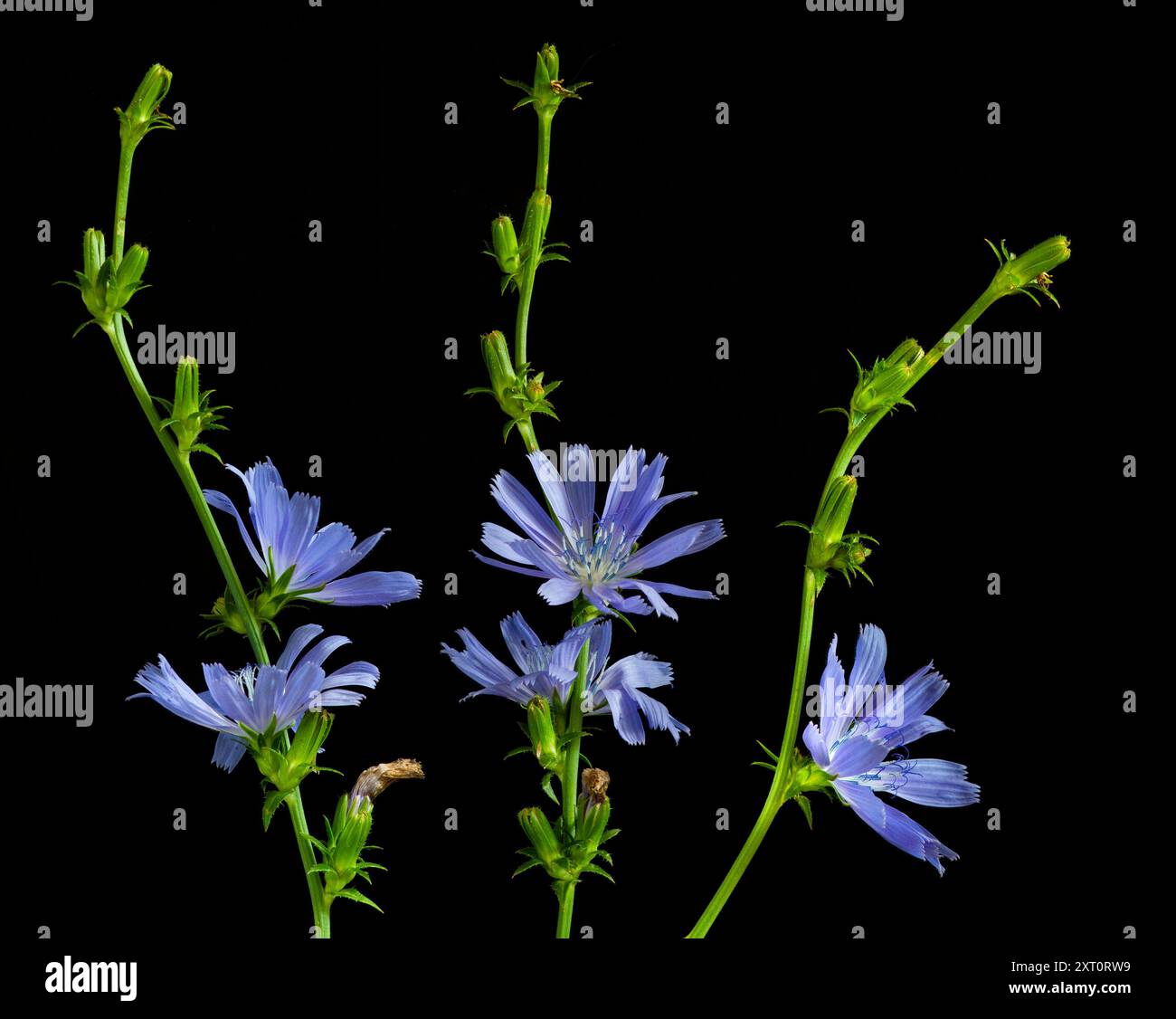 Three chicory shoots on a black background. Several blue flowers ...