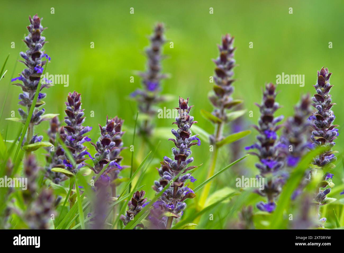 Bugle flowers hi-res stock photography and images - Alamy