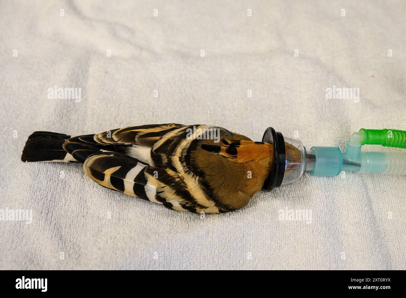 Veterinary surgeon is operating and setting a broken femur in the leg ...