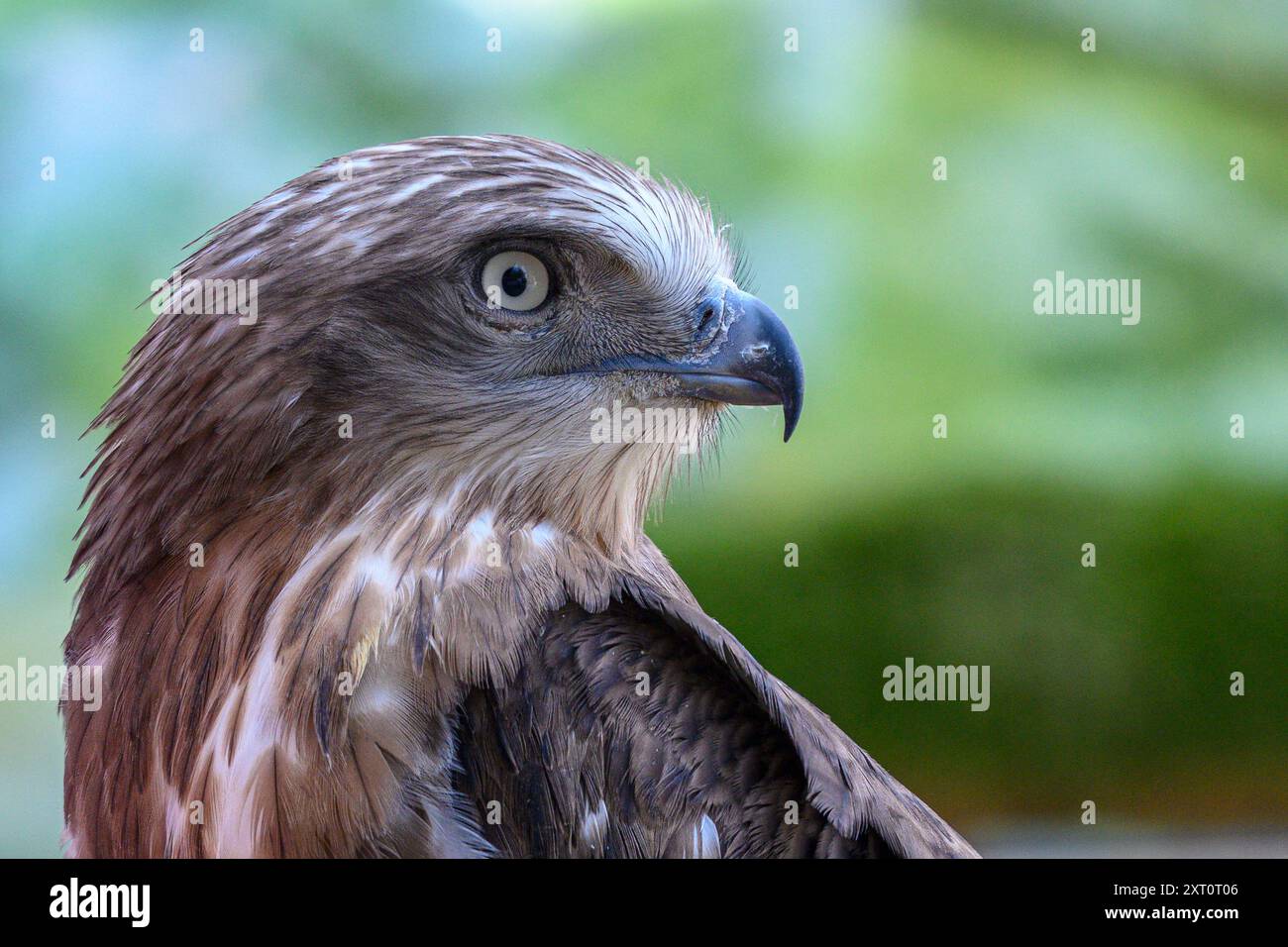 Short toed snake eagle circaetus hi-res stock photography and images ...