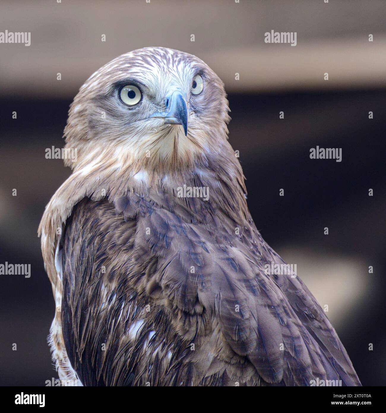 Short toed snake eagle circaetus hi-res stock photography and images ...