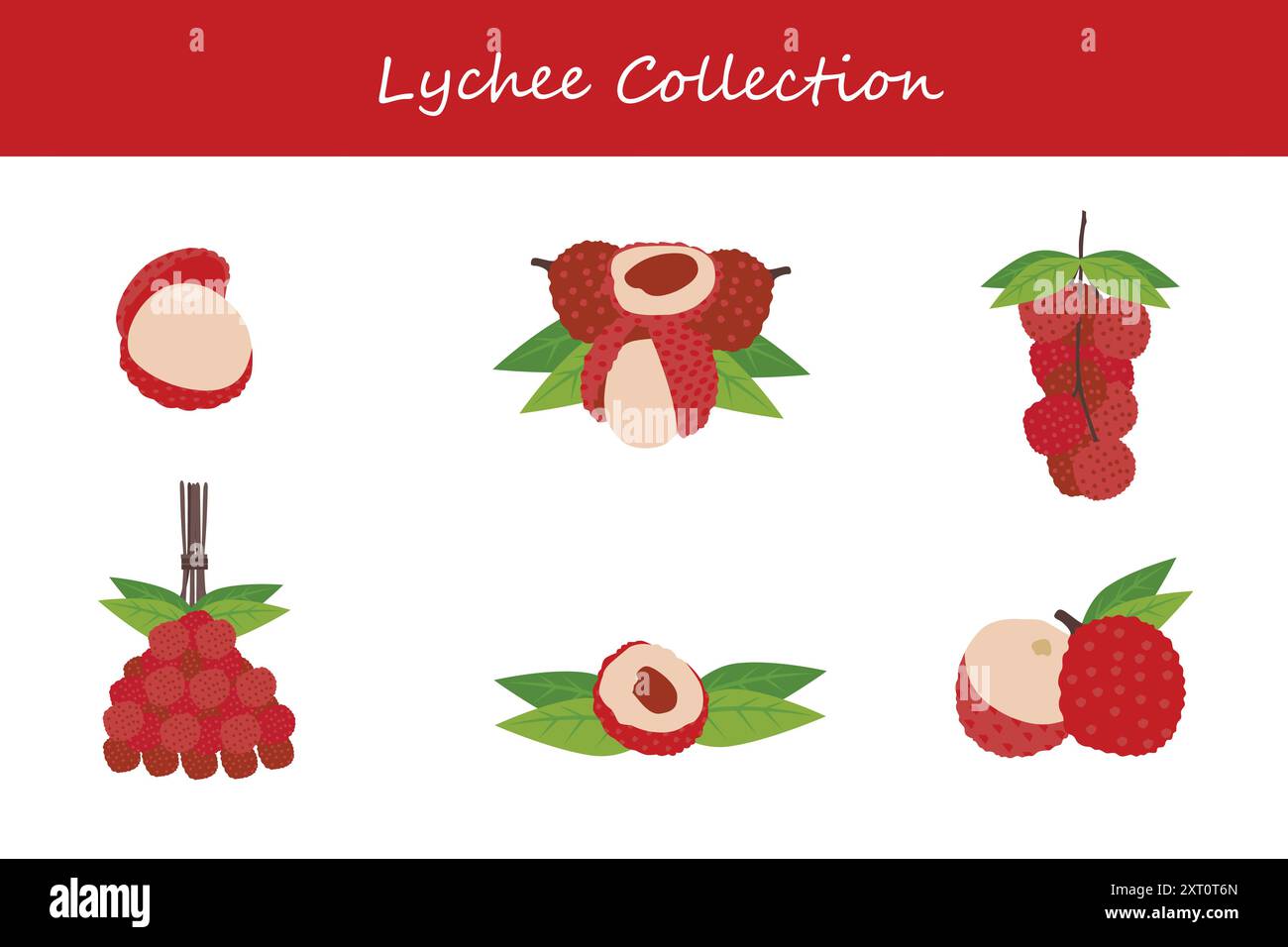 lychee collection. lychee in different poses. Vector illustration Stock ...