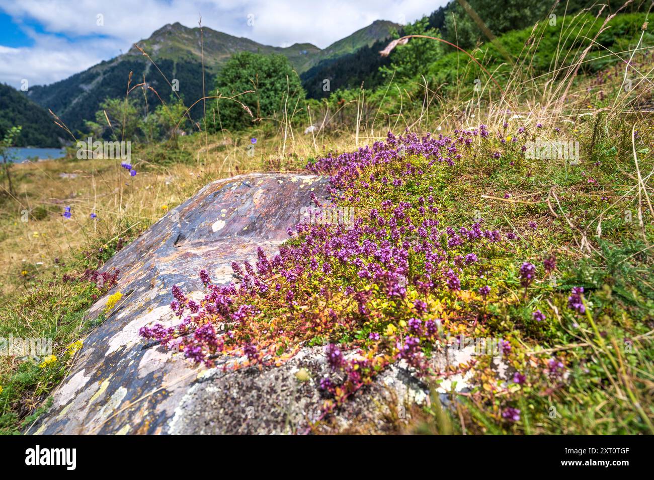 Laruns hi-res stock photography and images - Alamy