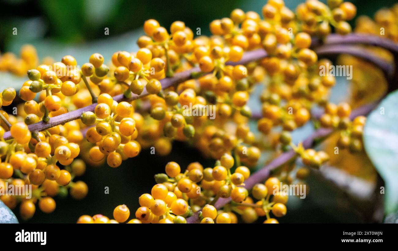 Schefflera arboricolum hi-res stock photography and images - Alamy