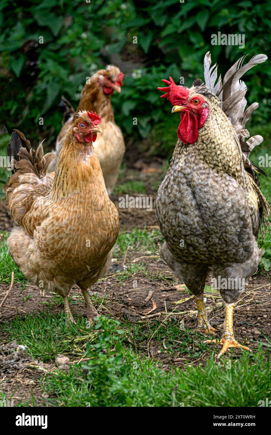 Rooster walking in yard hi-res stock photography and images - Alamy
