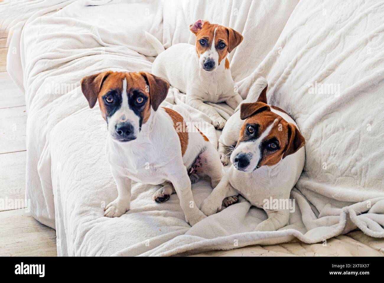 beautiful purebred Jack Russell Terrier puppies lie on a white blanket ...