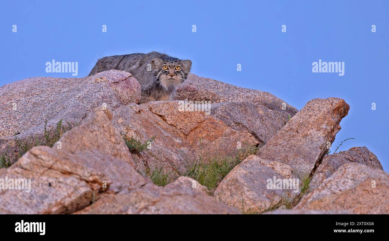 Pallas's cat (Otocolobus manul) outside den, Mongolia, July Stock Photo ...