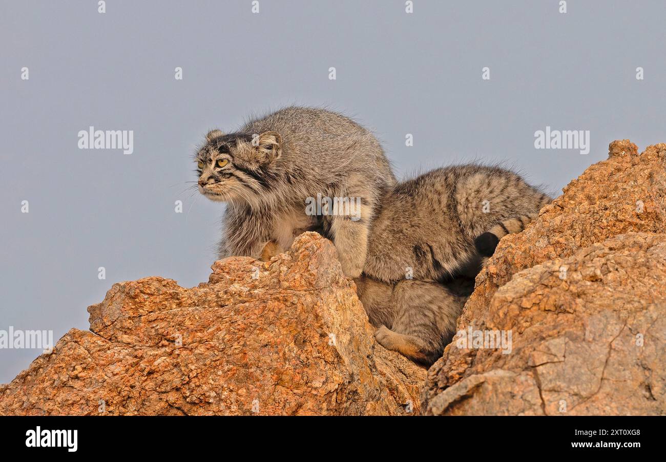 Pallas's cat (Otocolobus manul) outside den, Mongolia, July Stock Photo ...