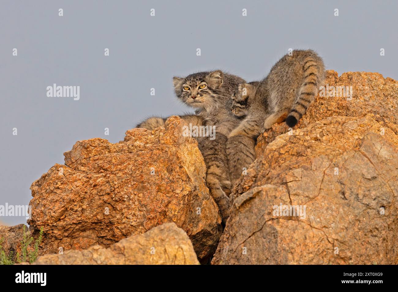 Pallas's cat (Otocolobus manul) outside den, Mongolia, July Stock Photo ...