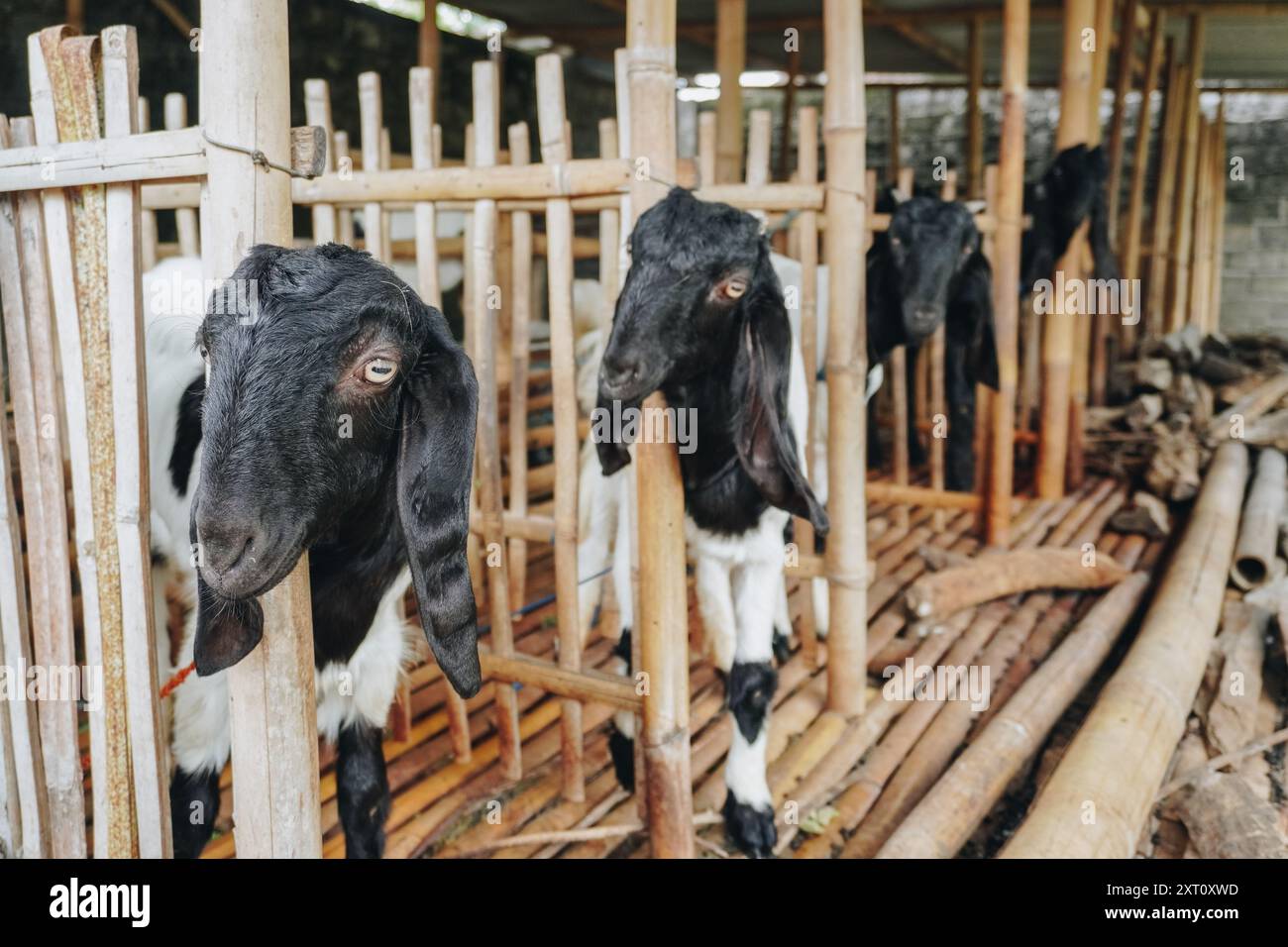 Portrait of traditional cage made from wood and bamboo in Indonesia ...