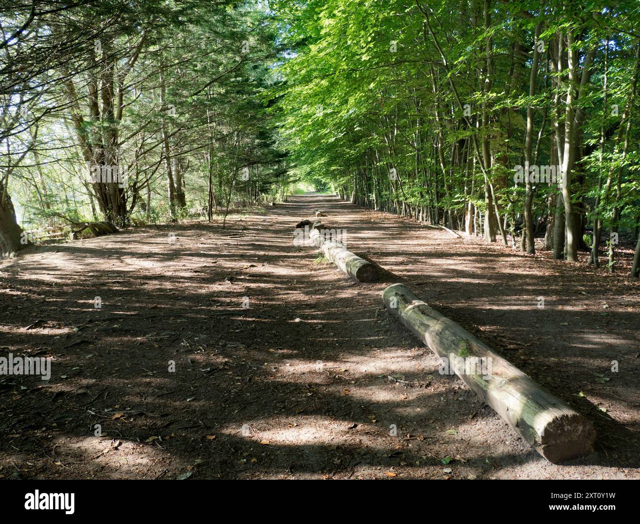 Beautiful avenues of trees and line of logs by Radley Lakes. The ...