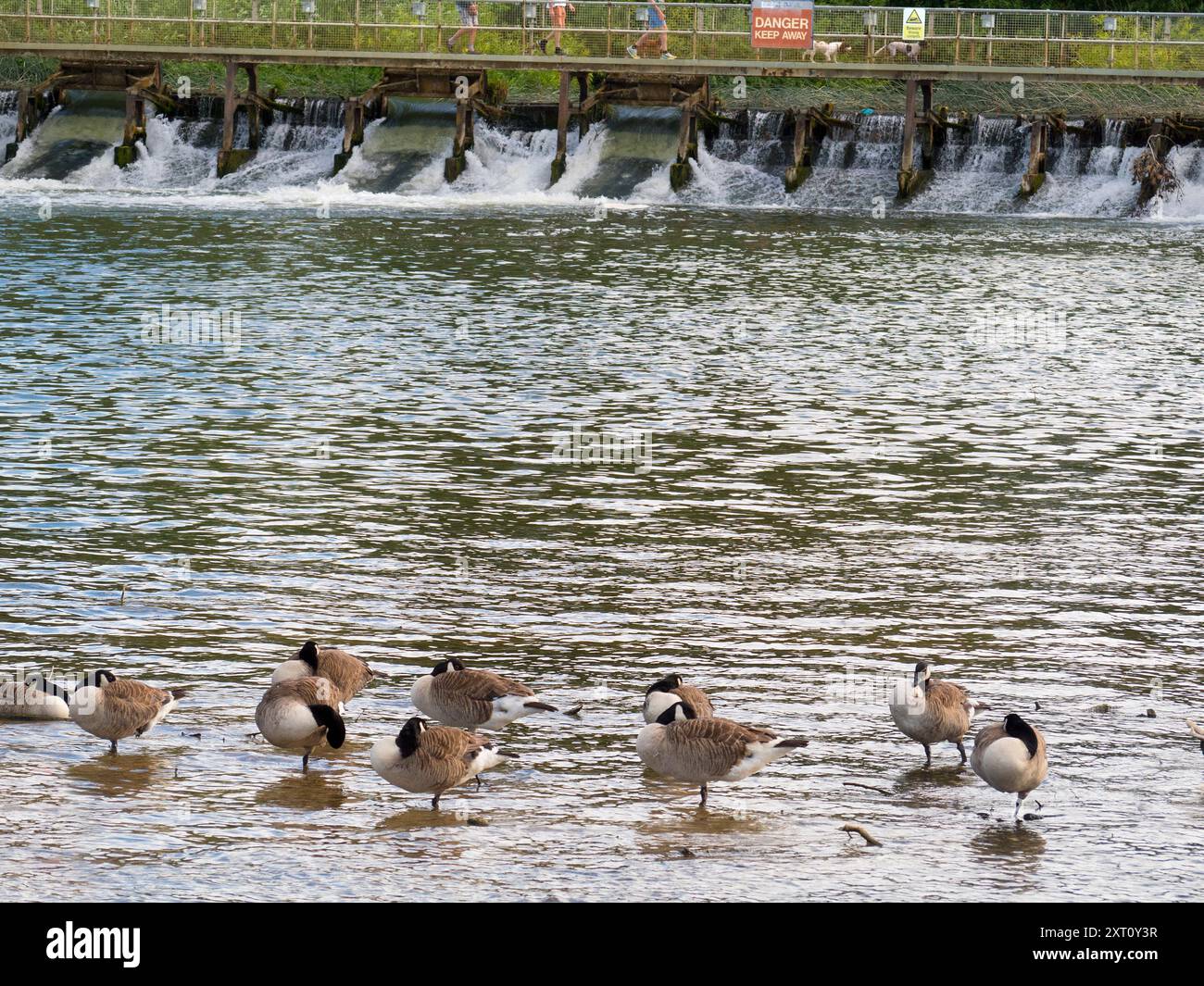 This handsome flock of Greylag Geese and goslings is is resting in ...
