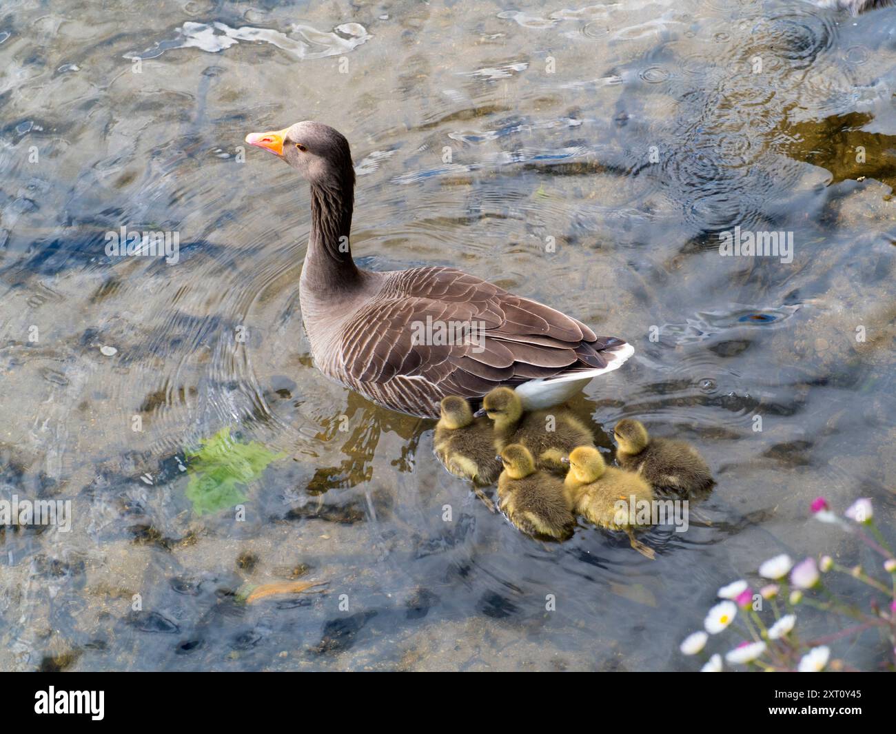 This handsome family of Greylag Geese and goslings is swimming along ...