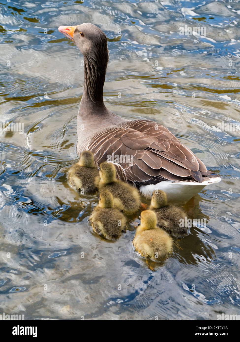 This handsome family of Greylag Geese and goslings is swimming along ...