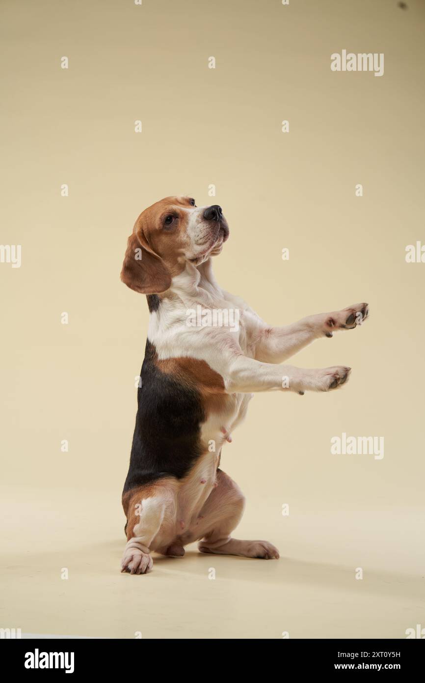 A playful Beagle stands on its hind legs, performing a trick with an ...