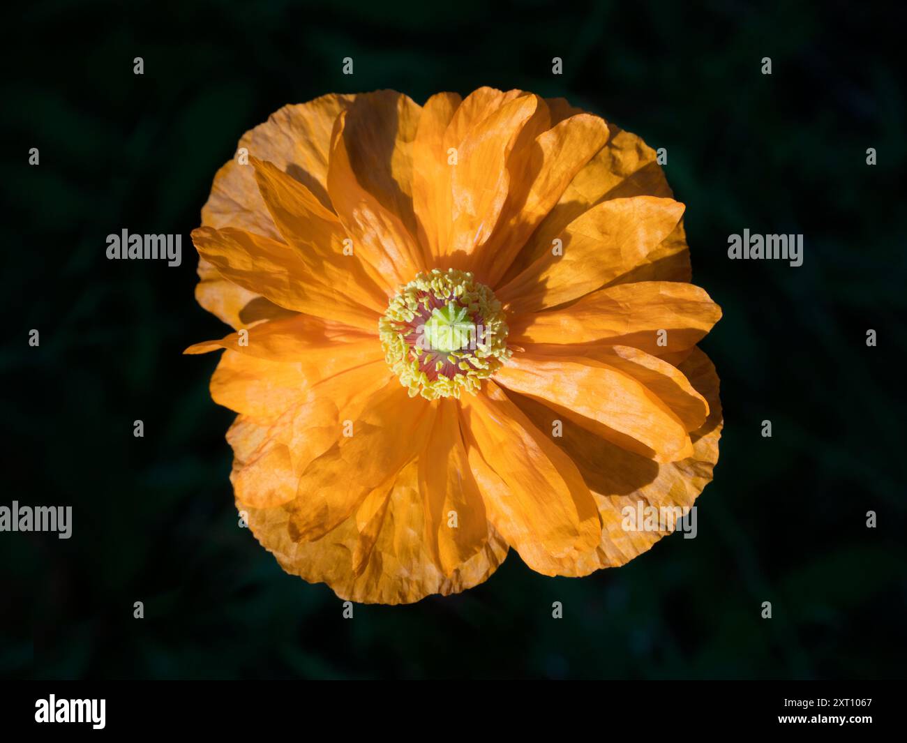 I almost pulled out this plant when it appeared, looking like a scruffy ...