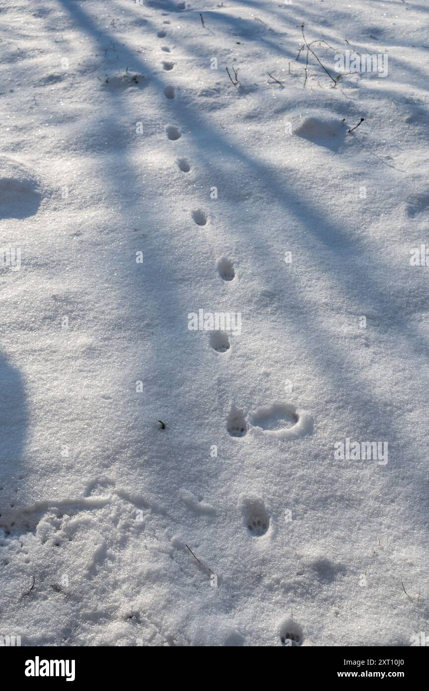 Cat footprints in the white snow Stock Photo - Alamy