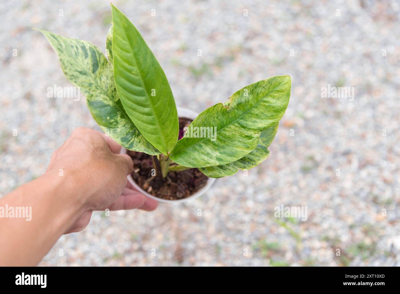Foraminifera hi-res stock photography and images - Alamy