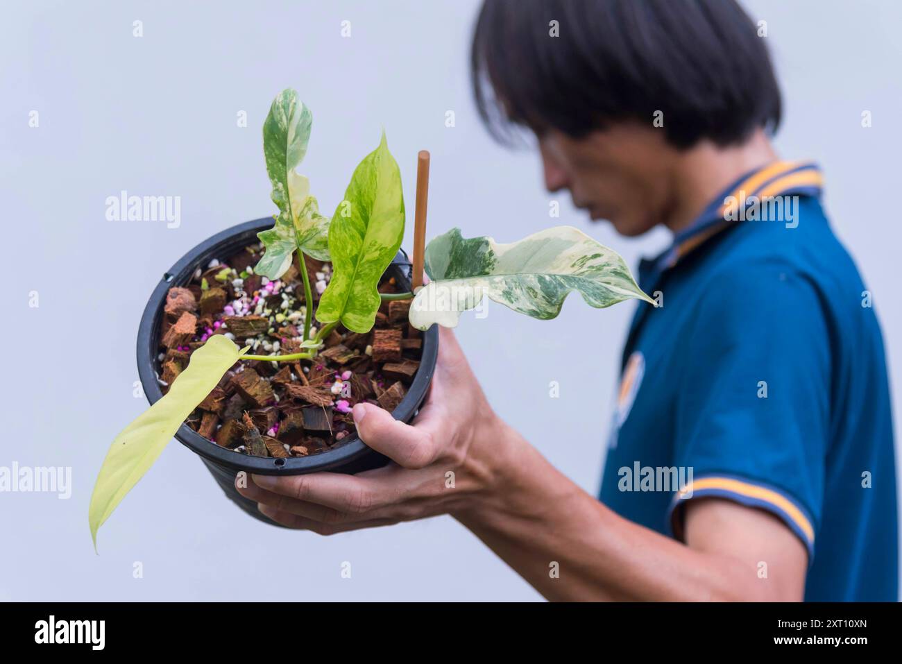 Closeup to Fresh leaf of philodendron florida beauty x mayoi Stock ...