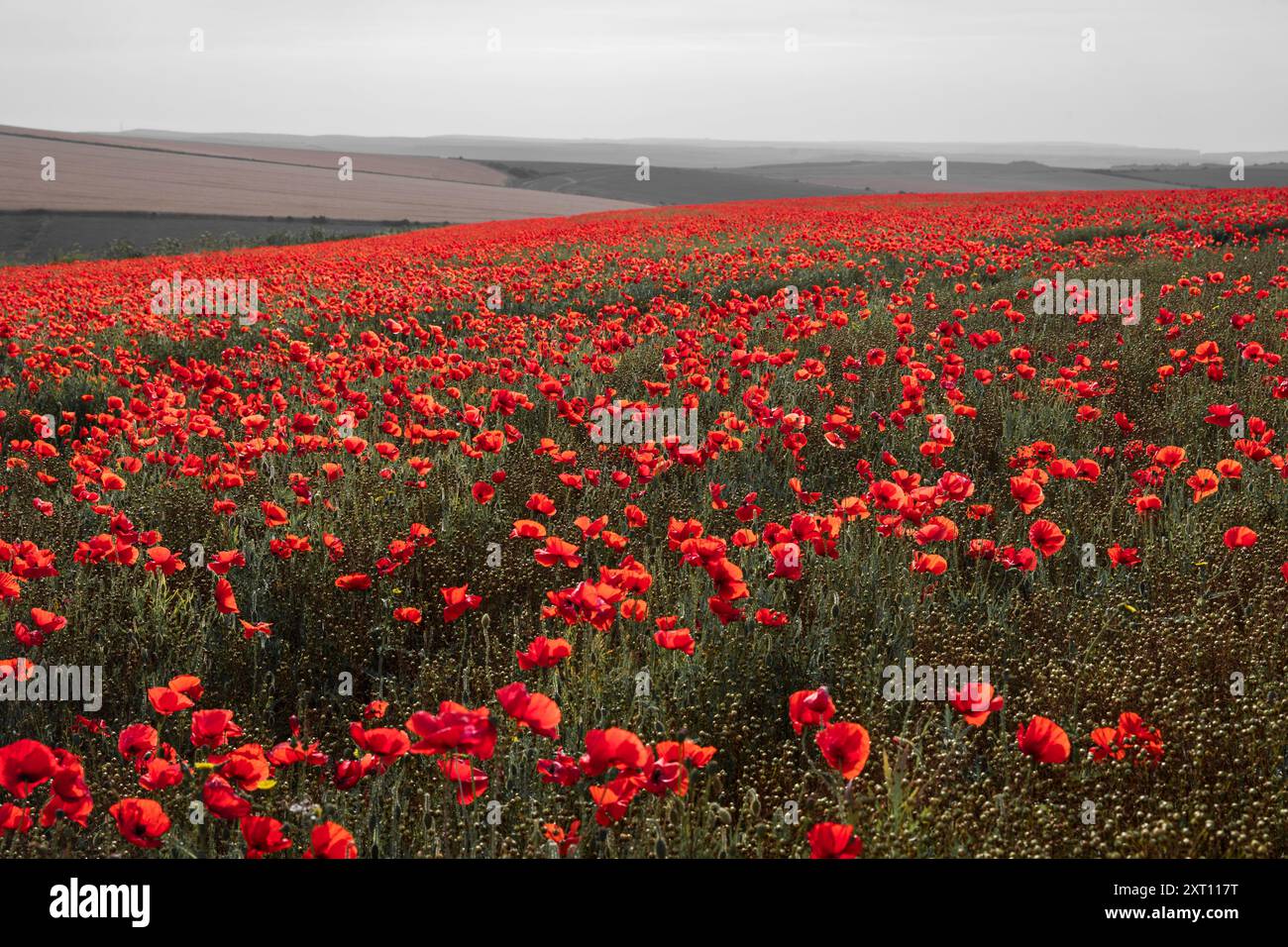 Poppy fields on the south downs between Woodingdean and Rottingdean ...