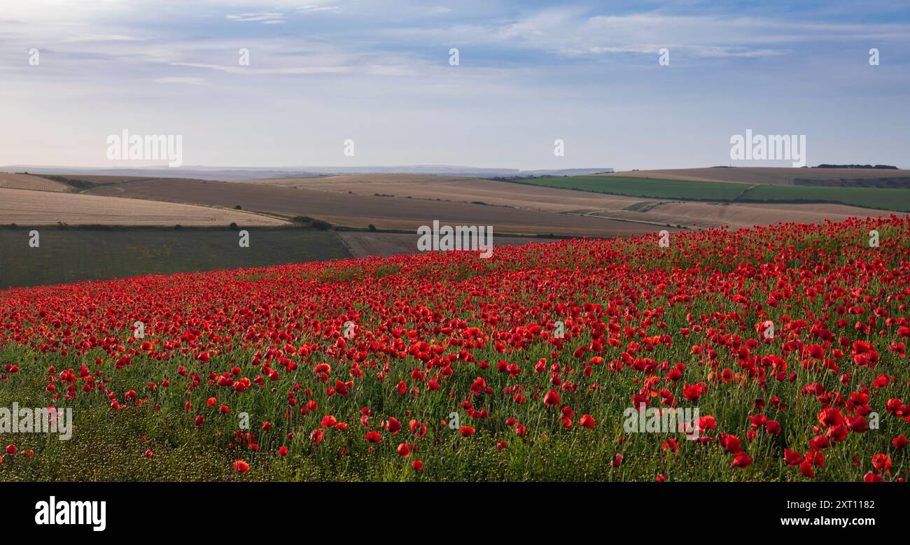 Poppy fields on the south downs between Woodingdean and Rottingdean ...