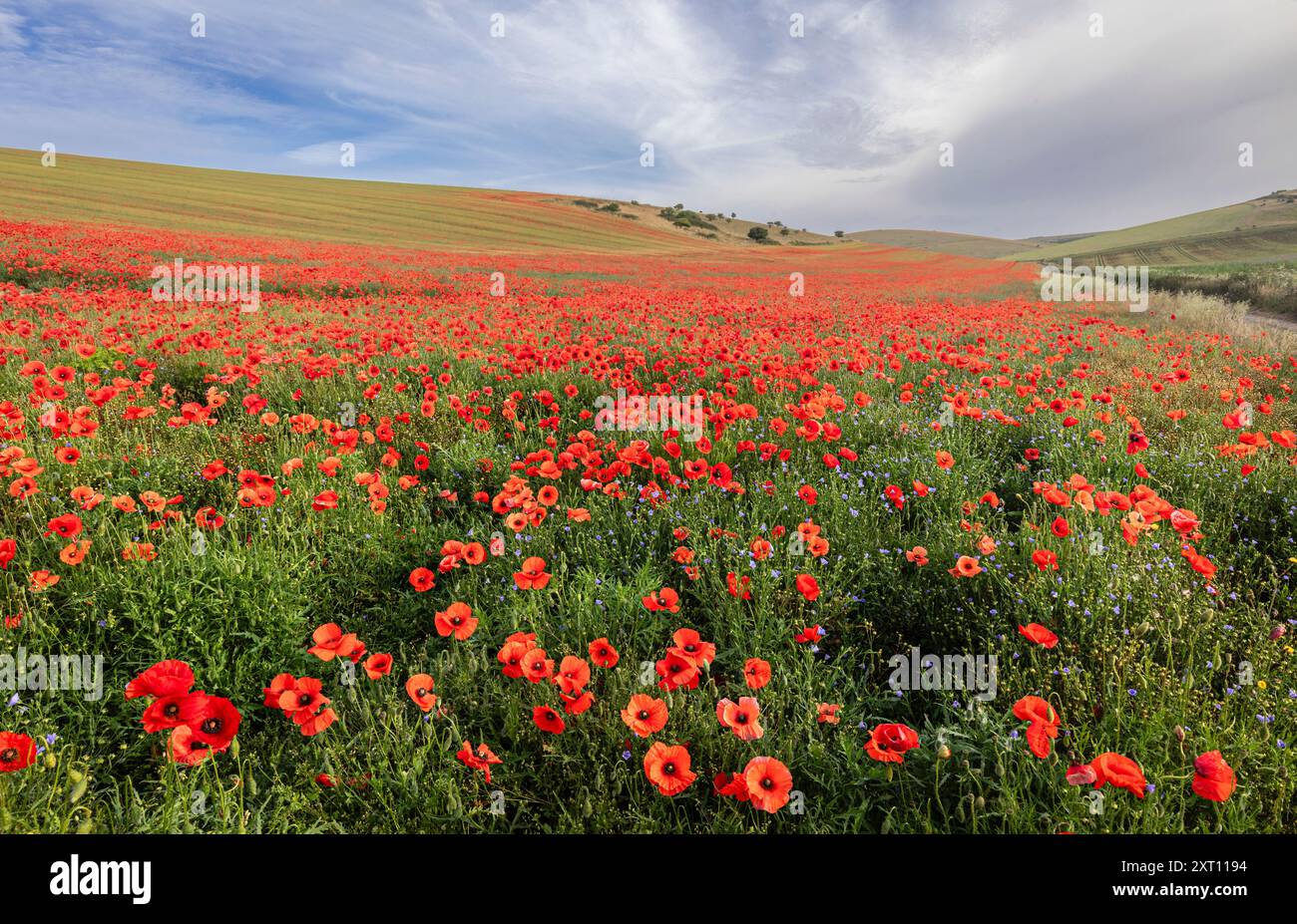 Poppy fields on the south downs between Woodingdean and Rottingdean ...