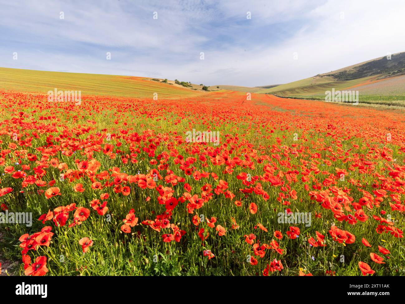 Poppy fields on the south downs between Woodingdean and Rottingdean ...