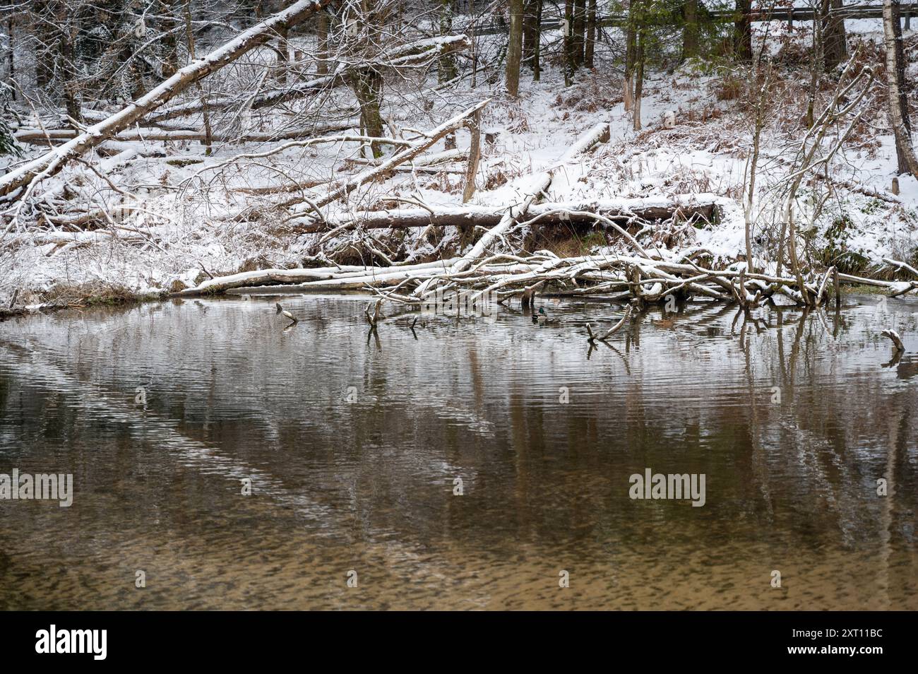Little Dam built by beavers, damming a small body of water with wood ...