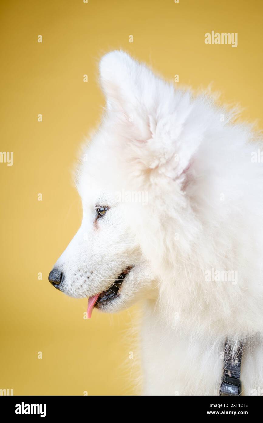 Keen ear hi-res stock photography and images - Alamy