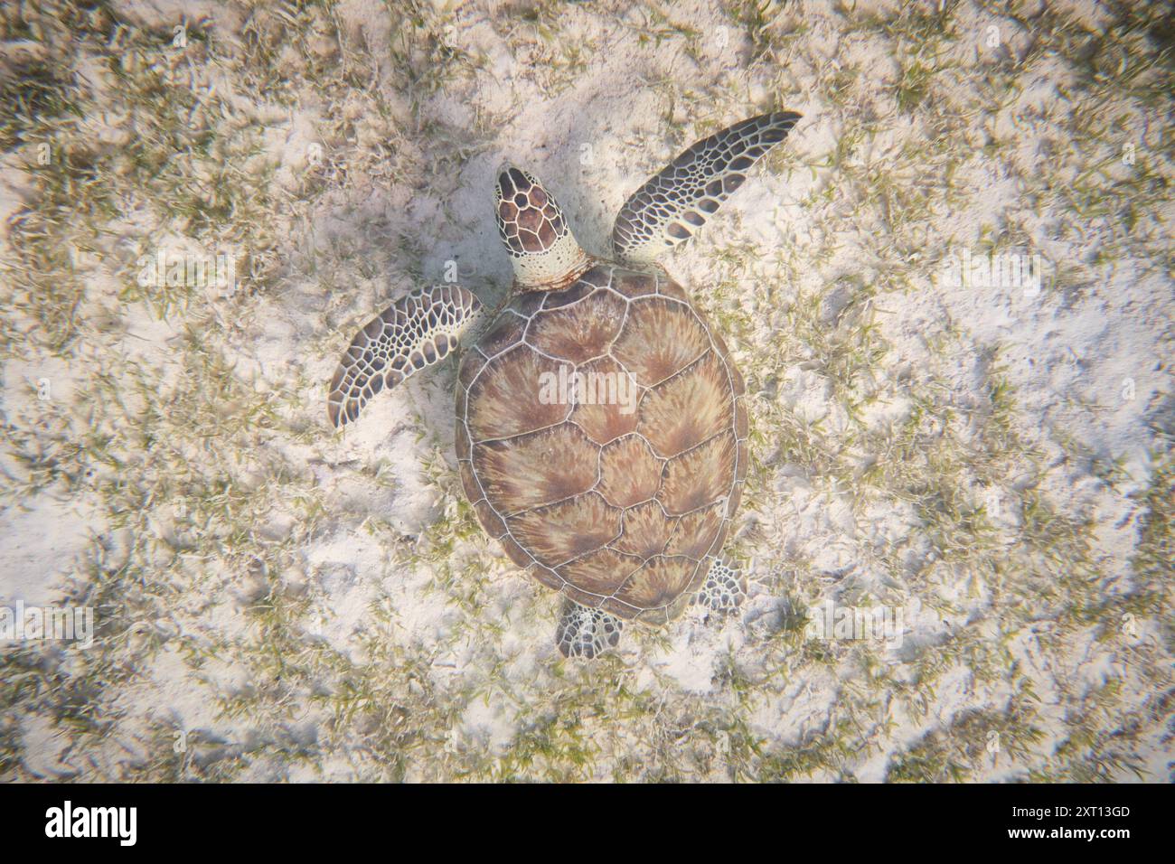From above view of beautiful sea turtle with shell looking away while ...