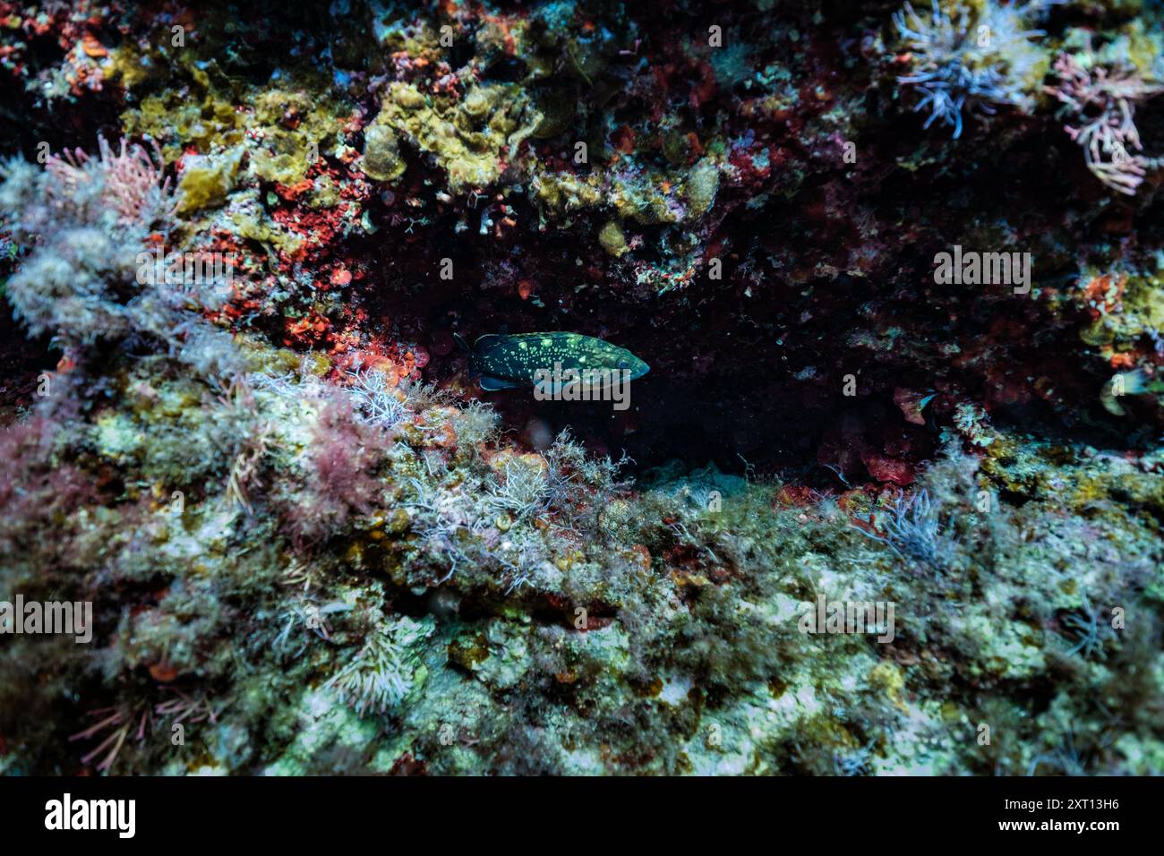 Colorful coral reef with tropical fish swimming calmly underwater in ...