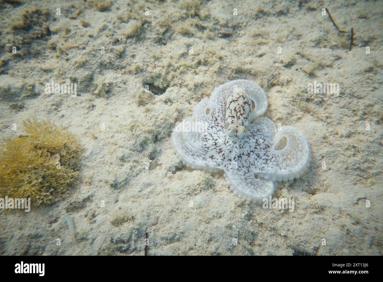 High angle of undersea camouflaged Caribbean reef octopus sitting on ...