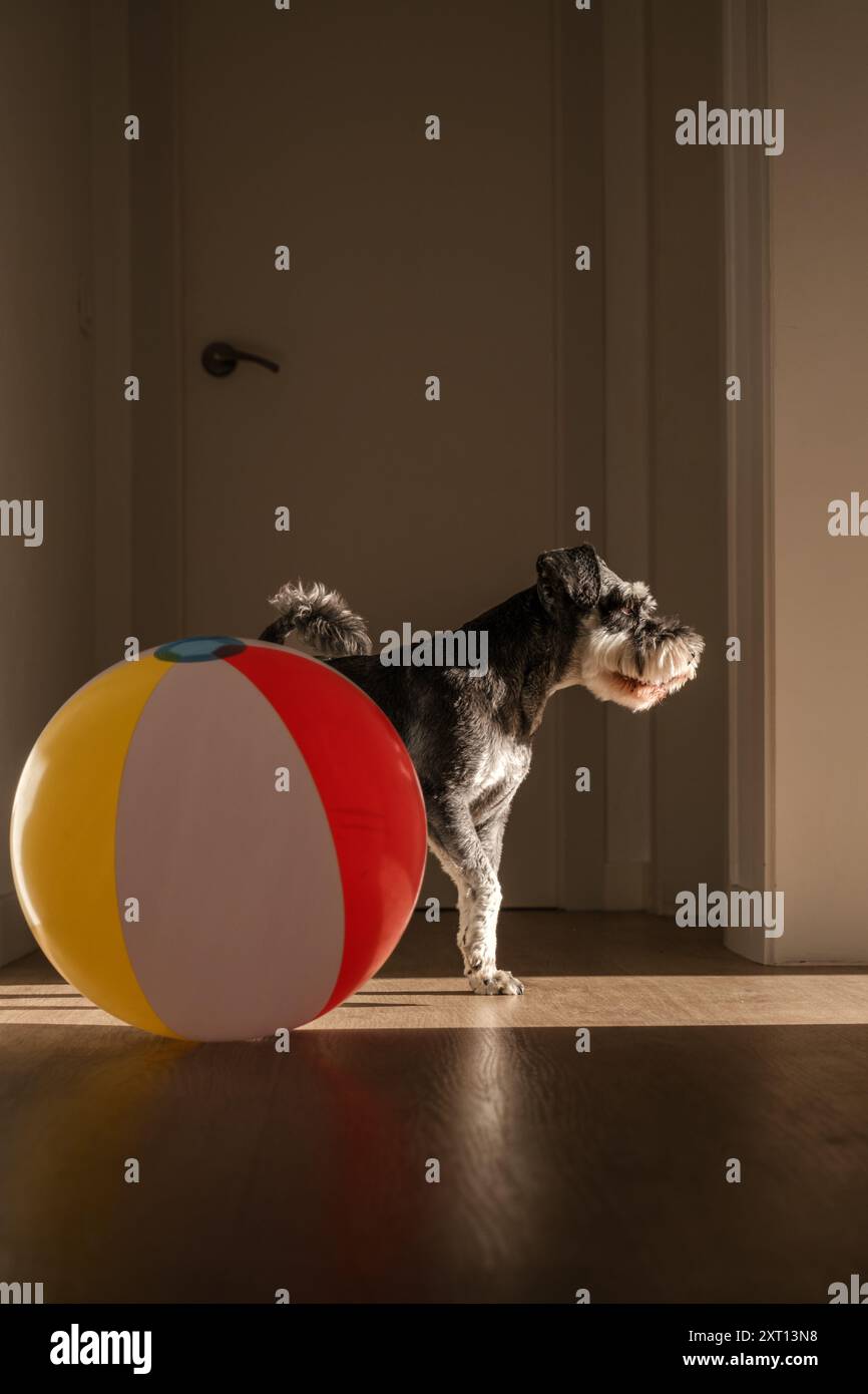 Side view miniature schnauzer hi-res stock photography and images - Alamy
