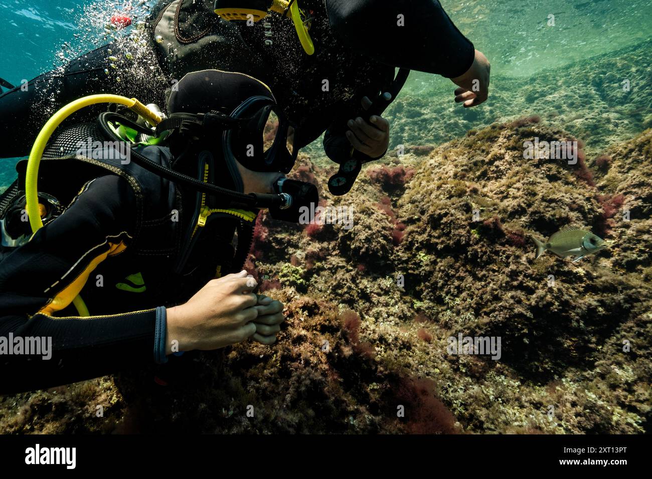 Unrecognizable active divers in black wetsuit and masks scuba diving in ...