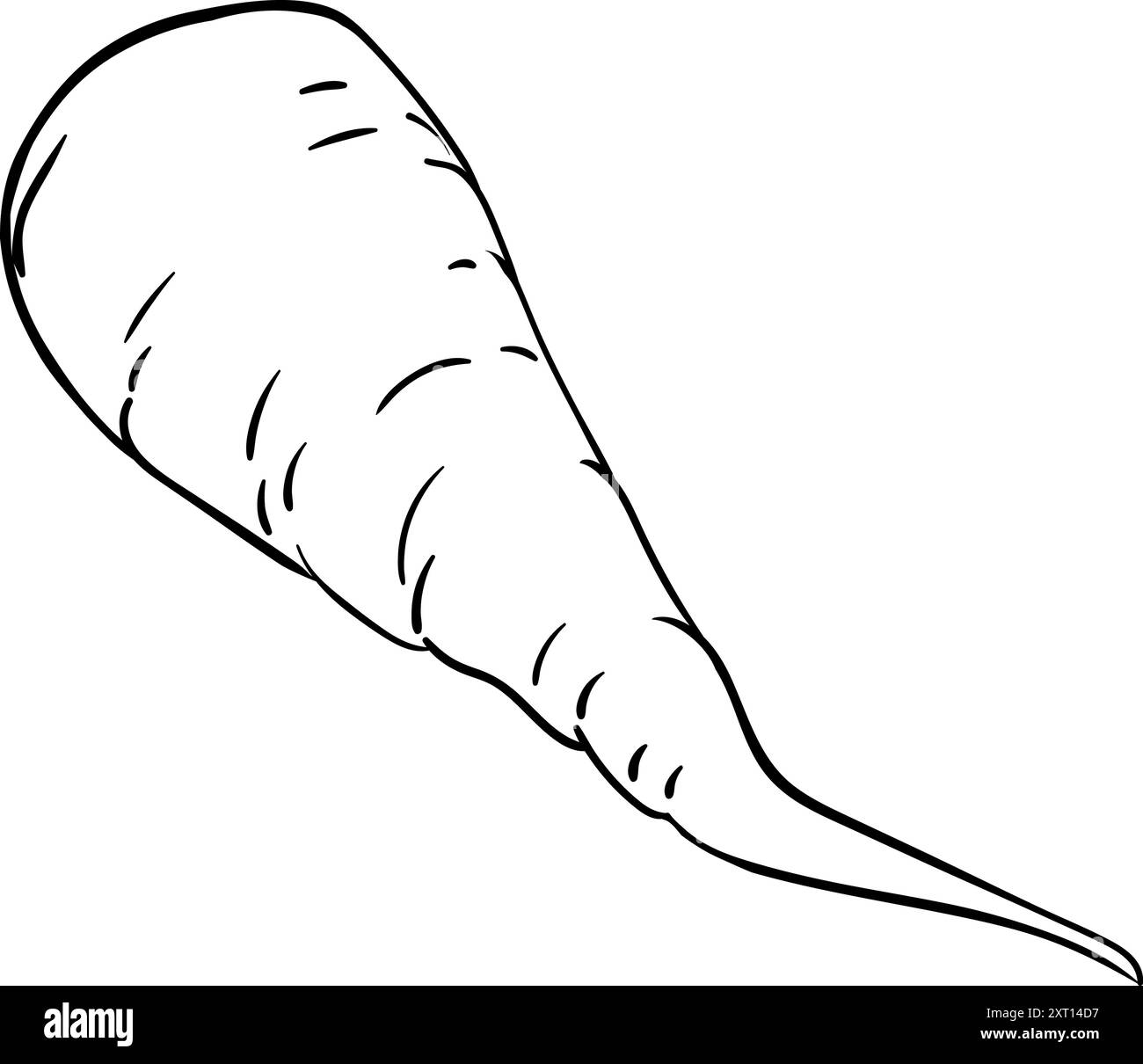 Carrot Root Isolated Outline Illustration Stock Vector Image & Art - Alamy