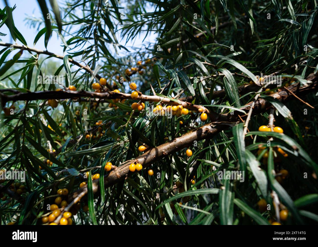 sea buckthorns Hippophae rhamnoides at the beach of Holly Harbour Stock ...