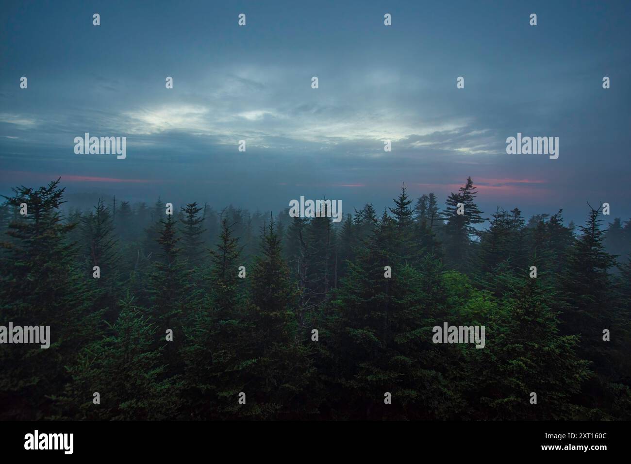Nature background of Fraser fir and red spruce evergreen forest atop ...